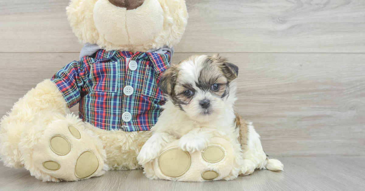 Happy Teddy Bear Fargo: 2lb 13oz Designer Puppy