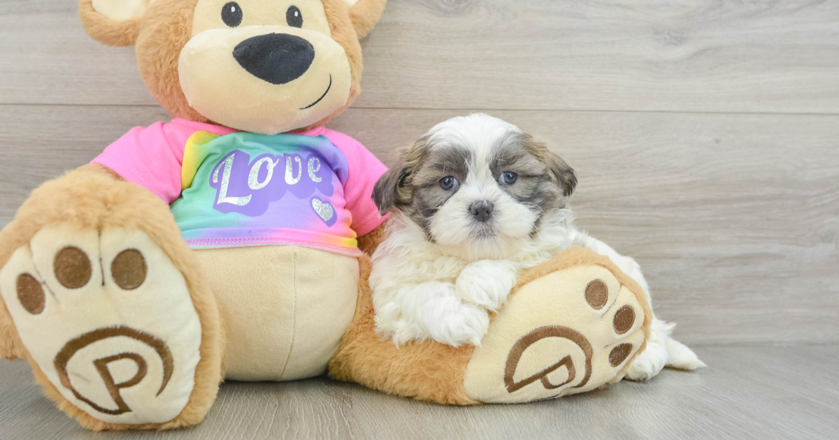 Adorable Teddy Bear Fargo: 3lb 10oz Designer Puppy