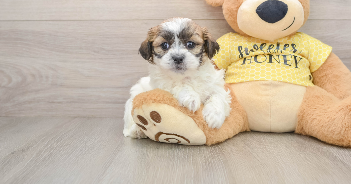 Teddy Bear Fargo: 2lb 6oz Designer Puppy