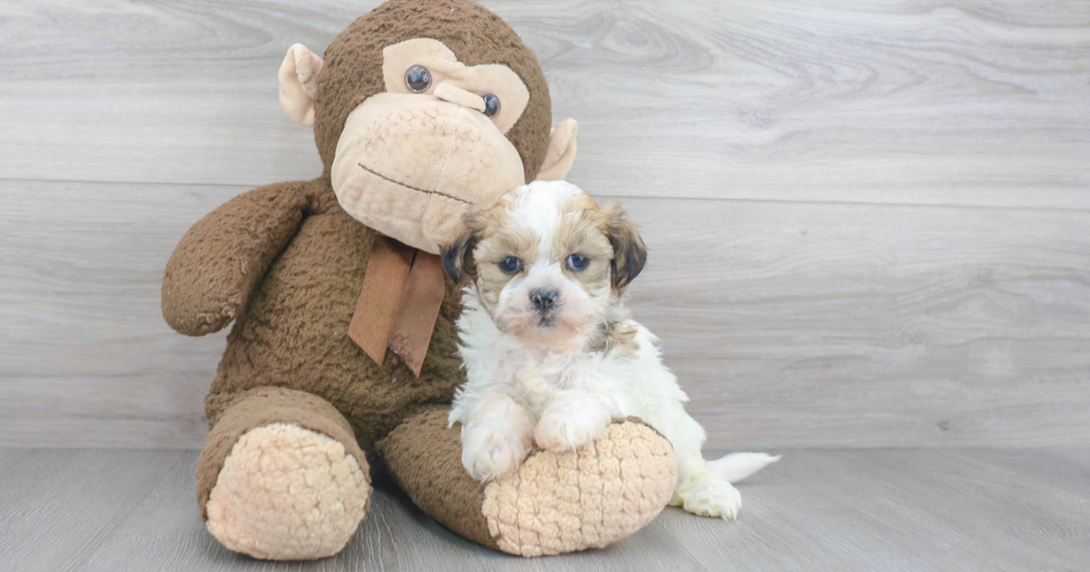 Adorable Teddy Bear Fargo: 2lb 8oz Designer Puppy