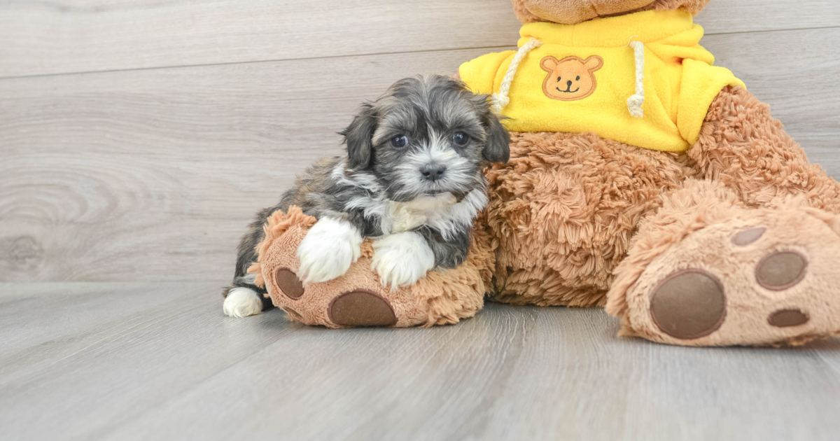 Friendly Teddy Bear Fletcher: 3lb 14oz Designer Puppy