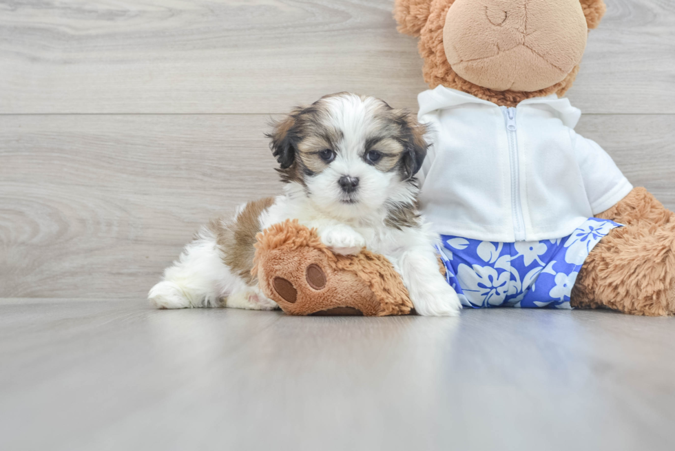 Energetic Teddy Bear Galaxy: 4lb 5oz Designer Puppy