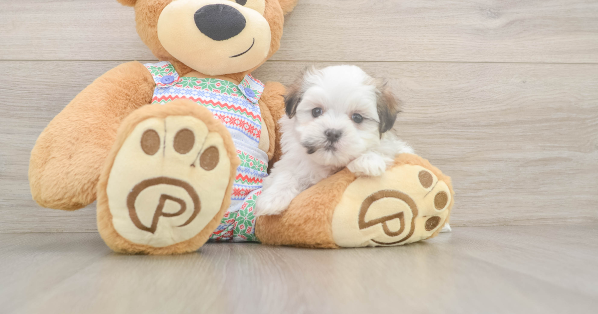 Hypoallergenic Teddy Bear Galaxy: 3lb 4oz Designer Puppy