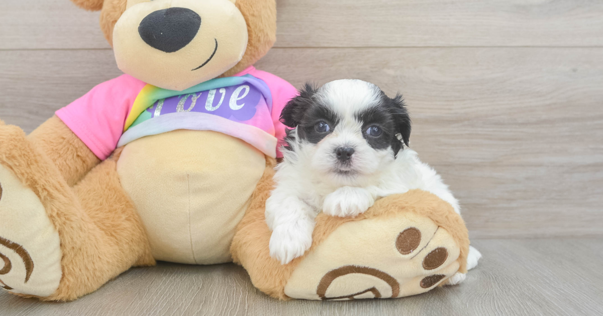 Hypoallergenic Teddy Bear Gru: 3lb 8oz Designer Puppy