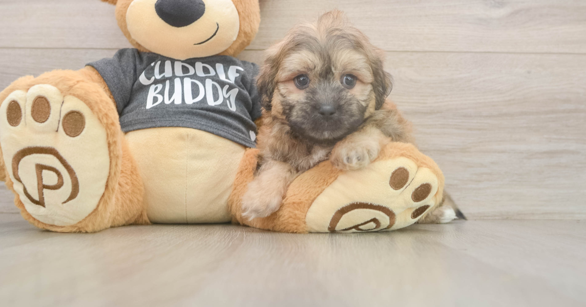 Energetic Teddy Bear Gru: 2lb 12oz Designer Puppy