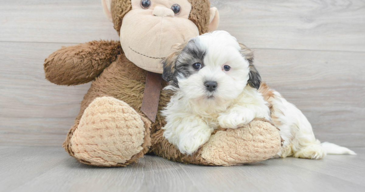 Funny Teddy Bear Gru: 4lb 10oz Designer Puppy