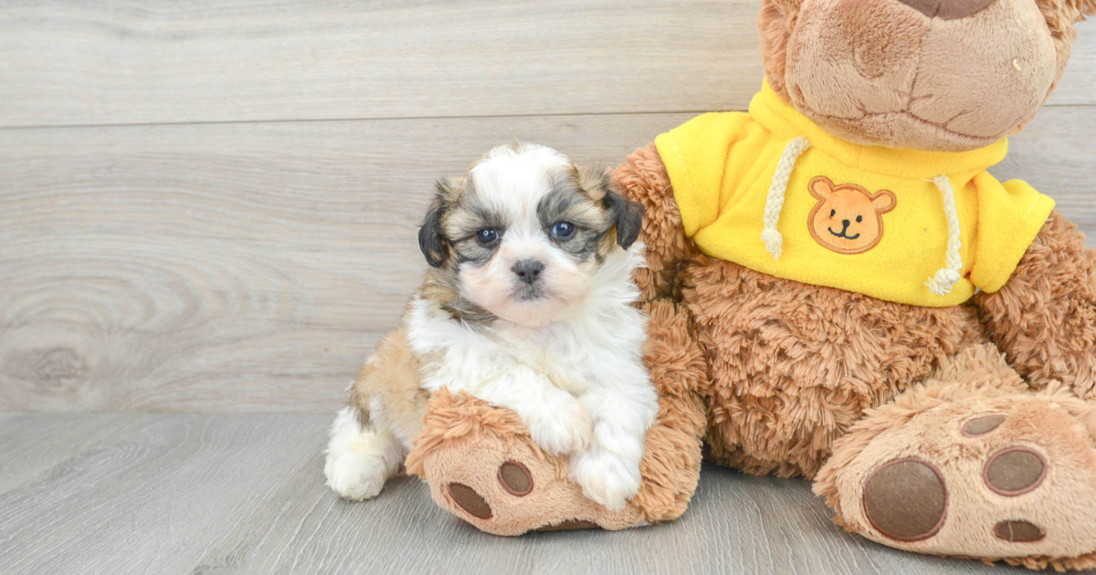 Hypoallergenic Teddy Bear Isaac: 2lb 15oz Designer Puppy