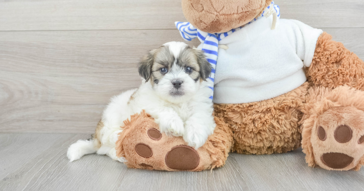 Small Teddy Bear Isaac: 3lb 3oz Designer Puppy