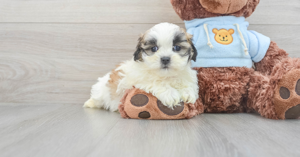 Little Teddy Bear Isaac: 3lb 10oz Designer Puppy