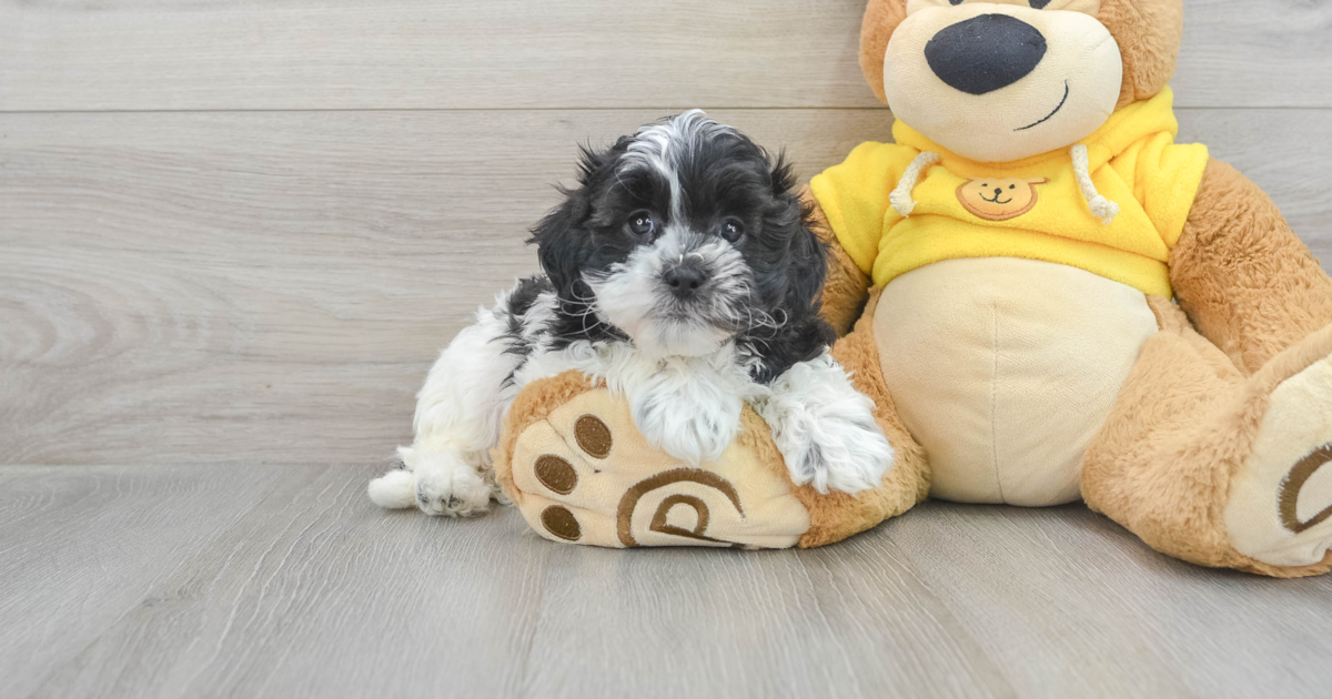 Playful Teddy Bear Isaac: 4lb 1oz Designer Puppy