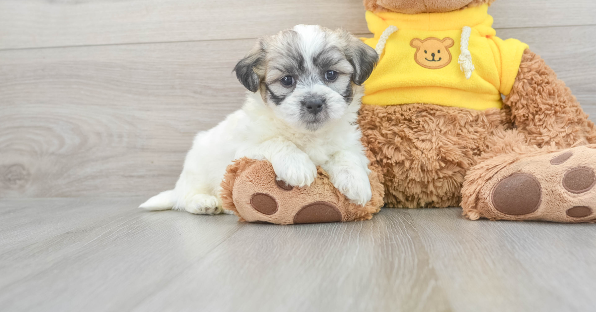 Adorable Teddy Bear Isaac: 5lb 11oz Designer Puppy