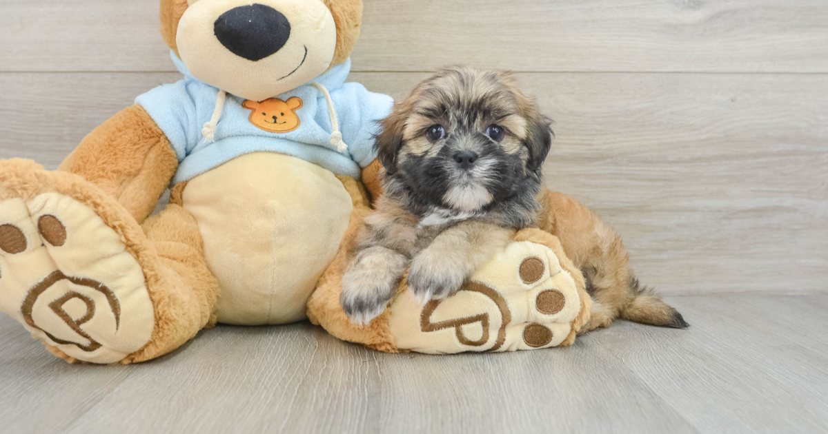 Sweet Teddy Bear Isaac: 3lb 1oz Designer Puppy