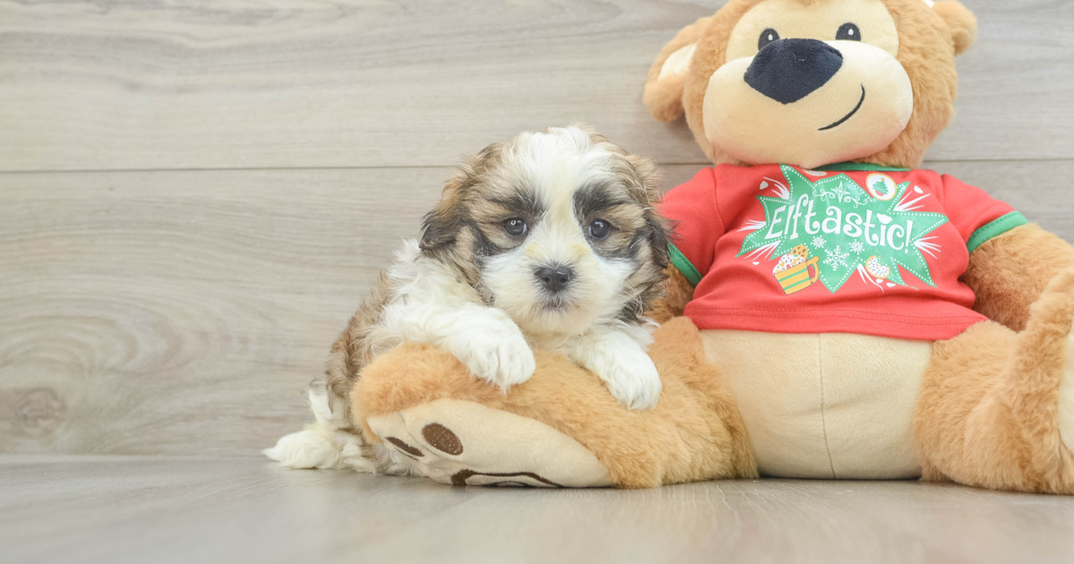 Adorable Teddy Bear Isaac: 4lb 15oz Designer Puppy