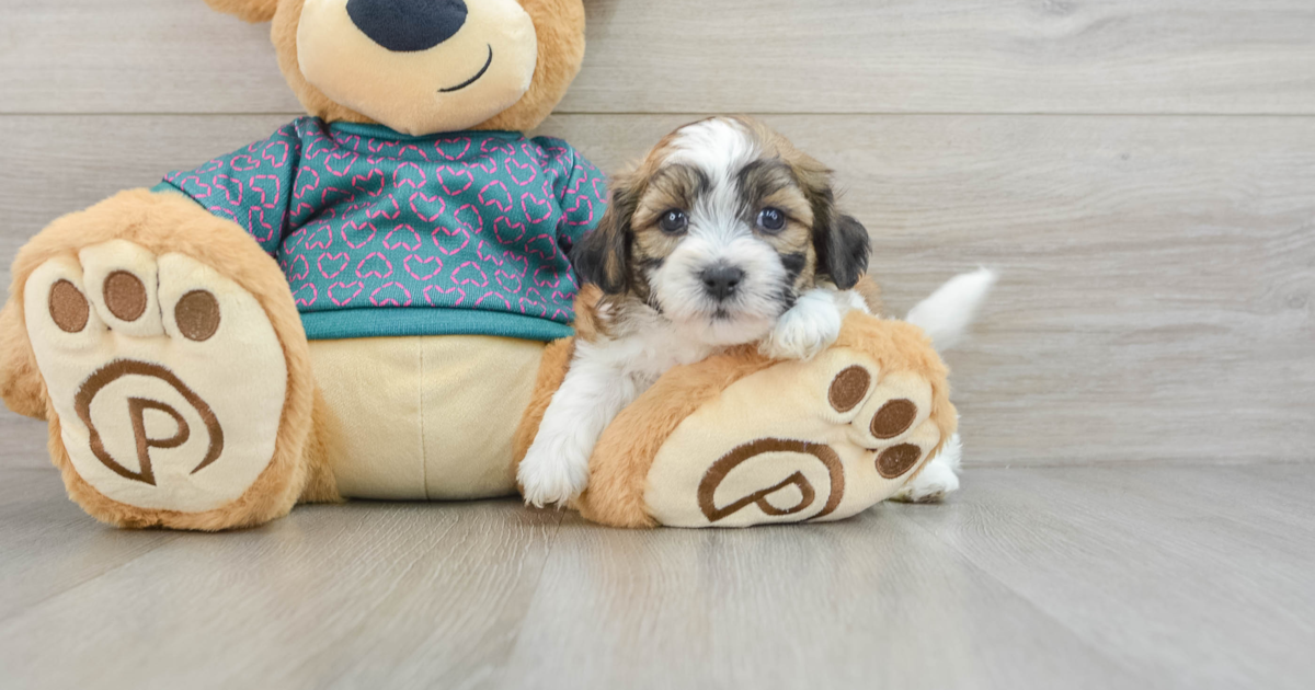 Adorable Teddy Bear Isaac: 4lb 13oz Designer Puppy
