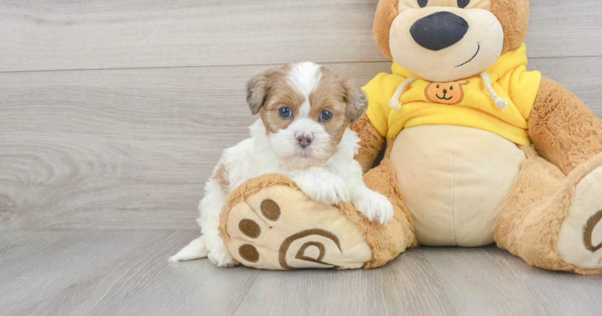 Popular Shih Poo Jamie: 3lb 8oz Doodle Puppy