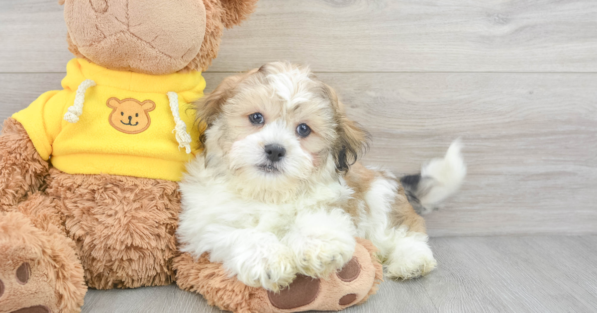 Little Teddy Bear Jasper: 4lb 12oz Designer Puppy