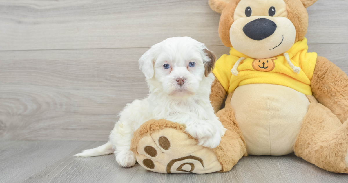 Energetic Shih Poo Jean: 3lb 5oz Doodle Puppy