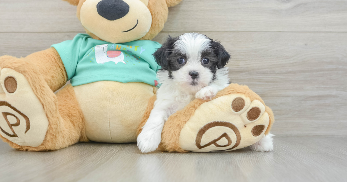 Popular Teddy Bear Kelly: 2lb 7oz Designer Puppy