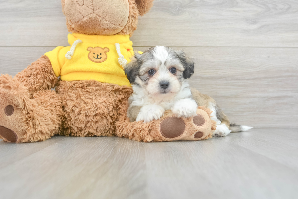Playful Teddy Bear Lager: 4lb 6oz Designer Puppy