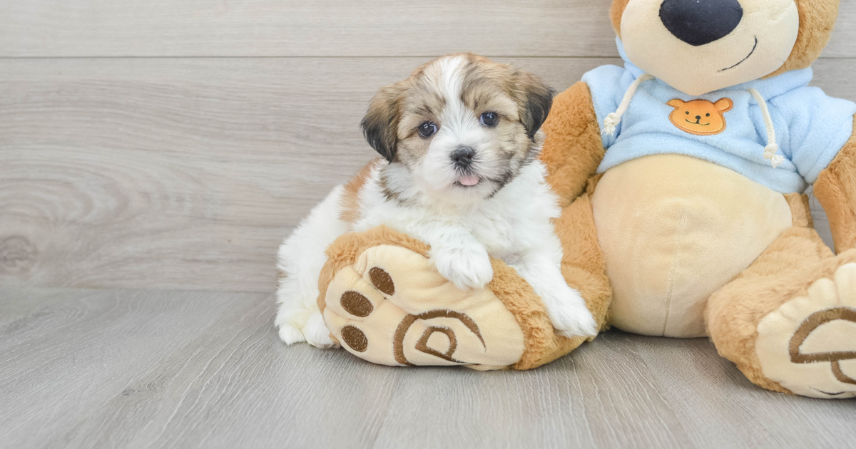 Happy Teddy Bear Laura: 3lb 8oz Designer Puppy