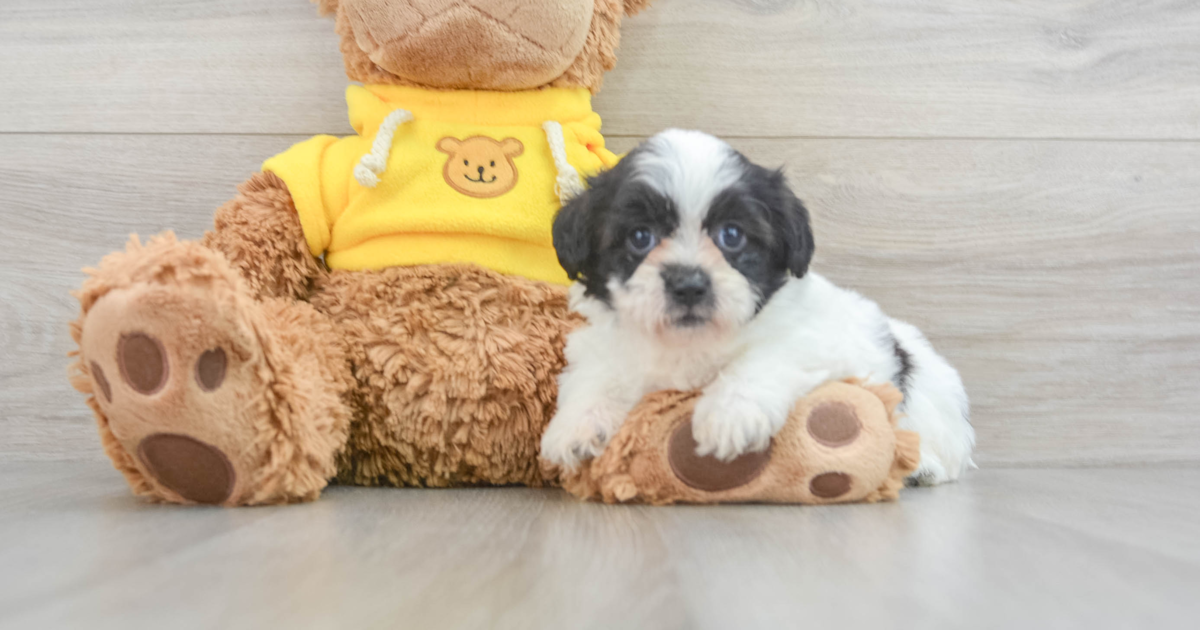 Fluffy Teddy Bear Laura: 3lb 6oz Designer Puppy