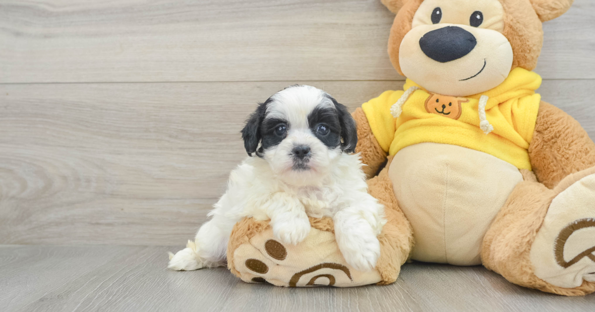 Energetic Teddy Bear Laura: 3lb 15oz Designer Puppy