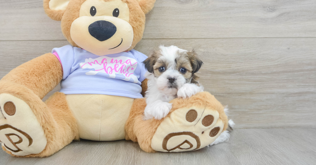 Popular Teddy Bear Laura: 2lb 10oz Designer Puppy