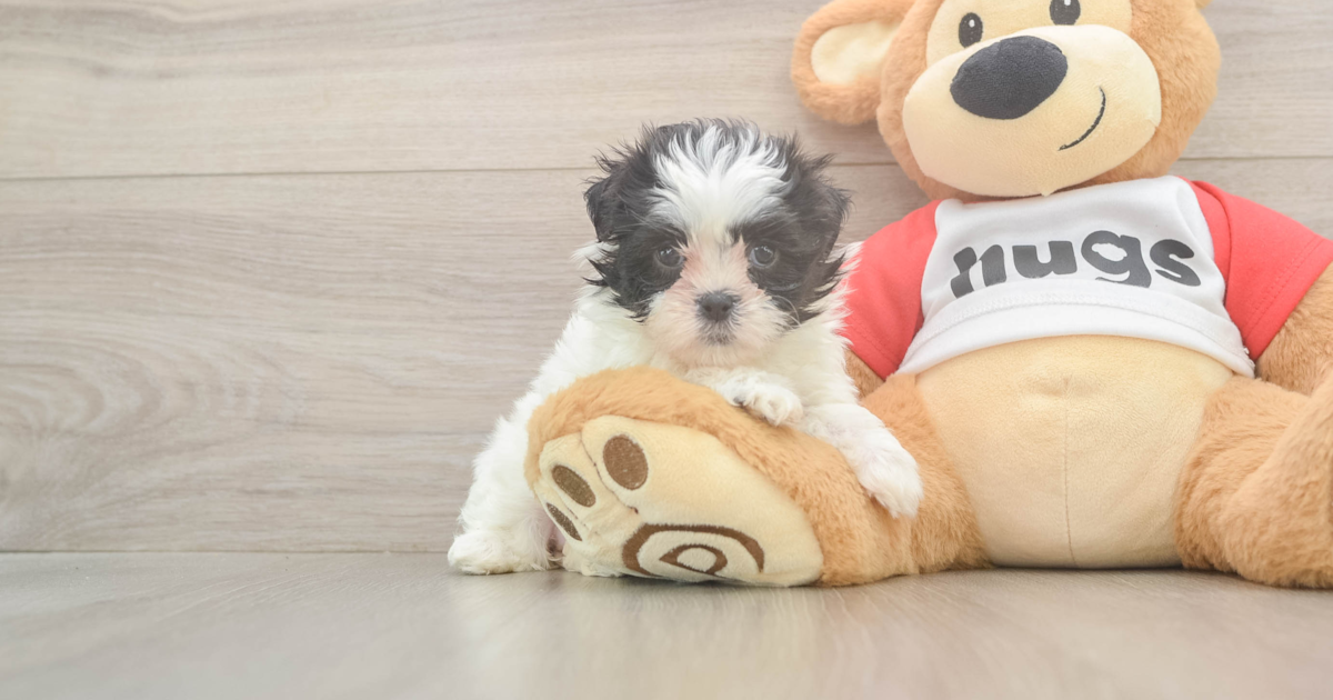 Sweet Teddy Bear Laura: 2lb 10oz Designer Puppy