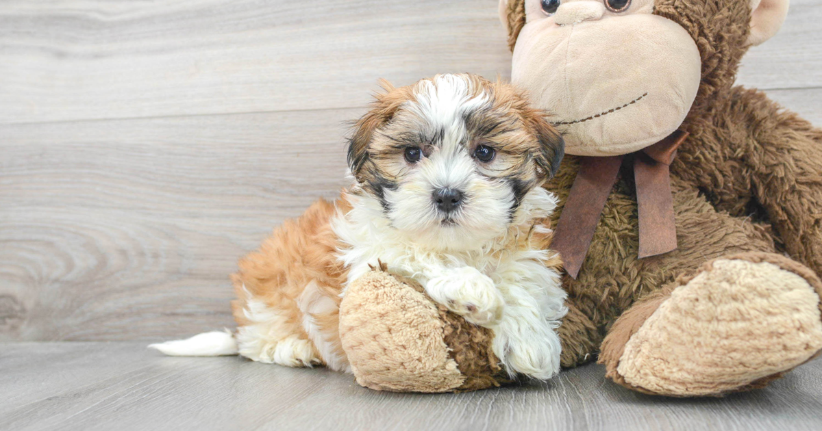 Cute Teddy Bear Laura: 4lb 7oz Designer Puppy