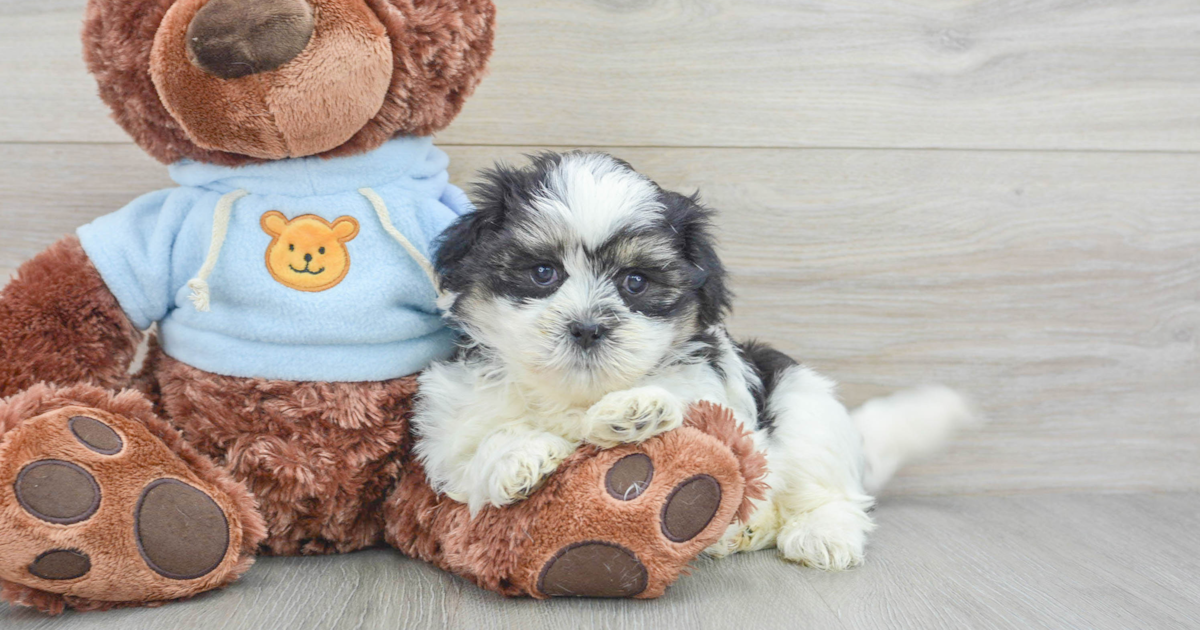 Friendly Teddy Bear Leah: 4lb 9oz Designer Puppy