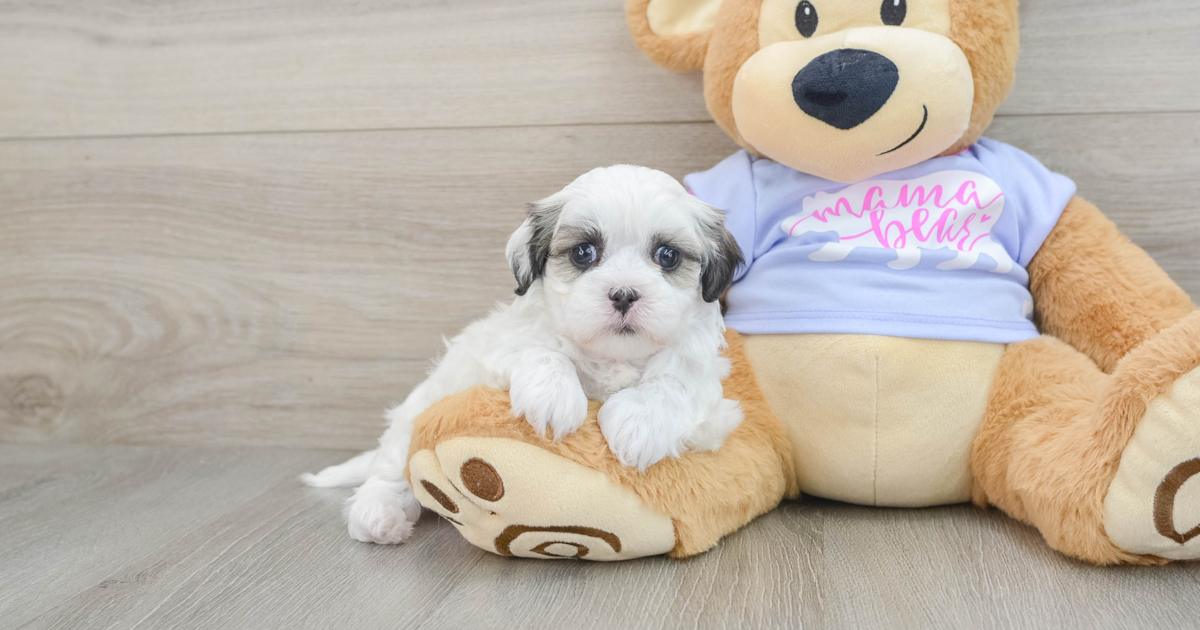 Little Teddy Bear Leah: 2lb 9oz Designer Puppy