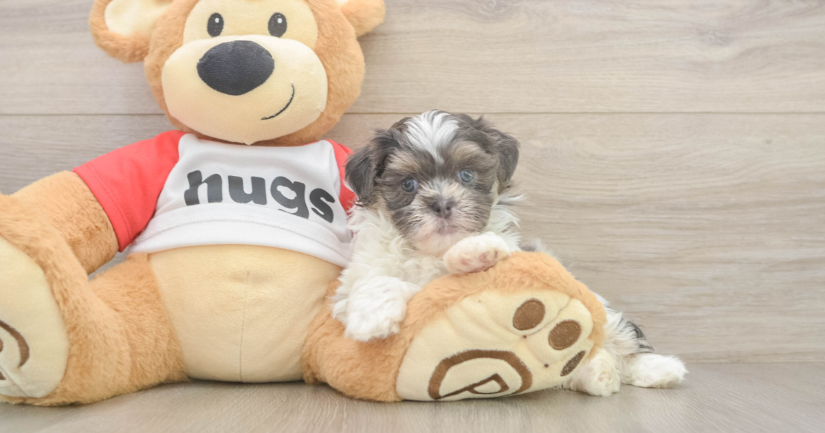 Smart Teddy Bear Leah: 2lb 15oz Designer Puppy
