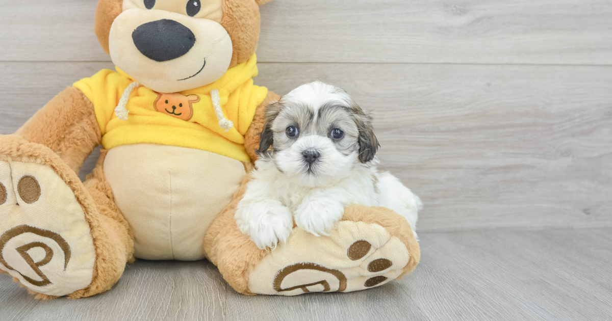 Sweet Teddy Bear Love Bug: 2lb 12oz Designer Puppy