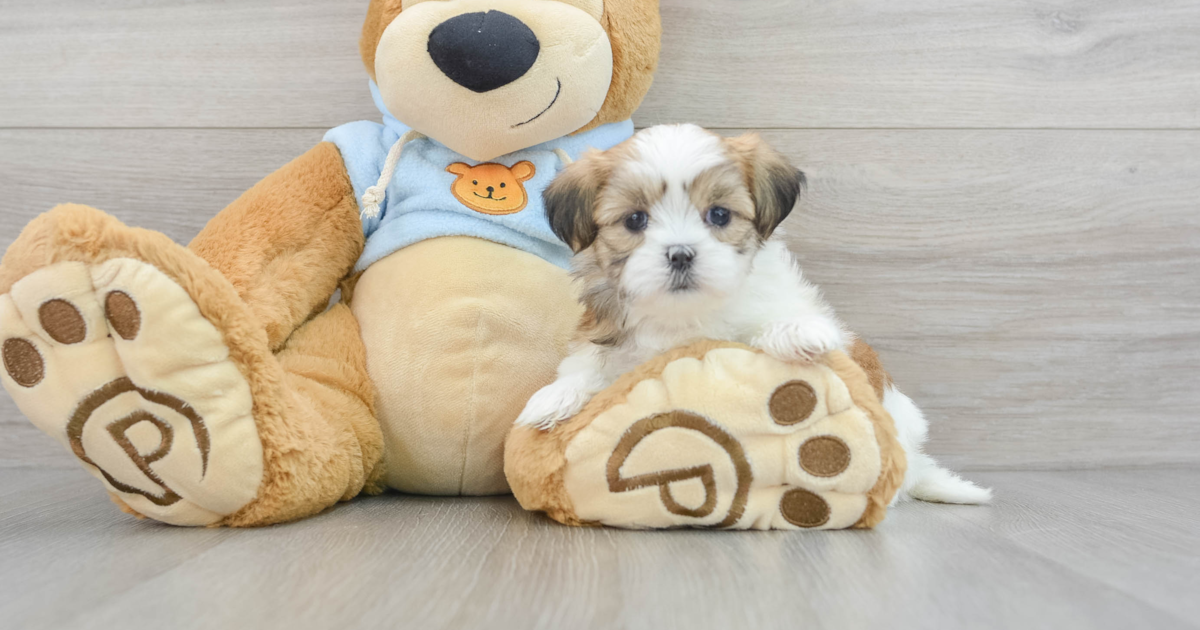 Small Teddy Bear Love Bug: 2lb 4oz Designer Puppy