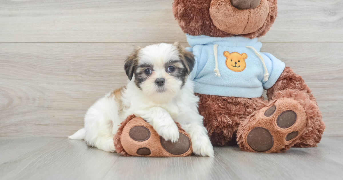 Sweet Teddy Bear Love Bug: 2lb 15oz Designer Puppy