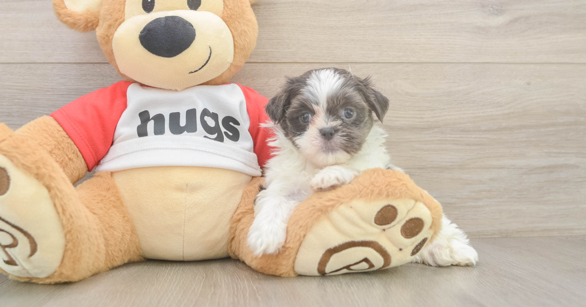 Petite Teddy Bear Love Bug: 2lb 12oz Designer Puppy