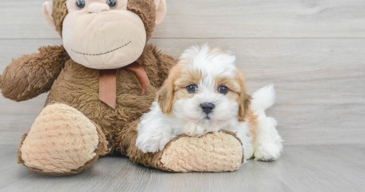 Small Teddy Bear Milo: 3lb 2oz Designer Puppy