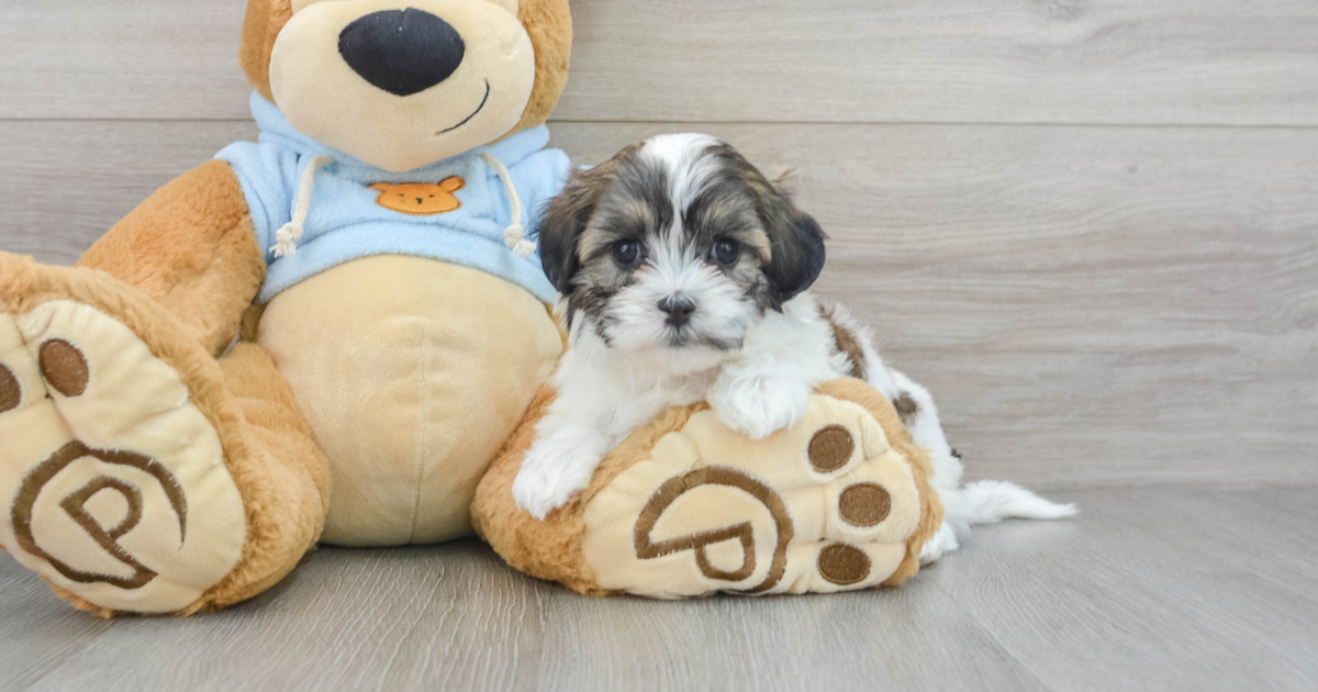 Hypoallergenic Teddy Bear Milo: 2lb 1oz Designer Puppy