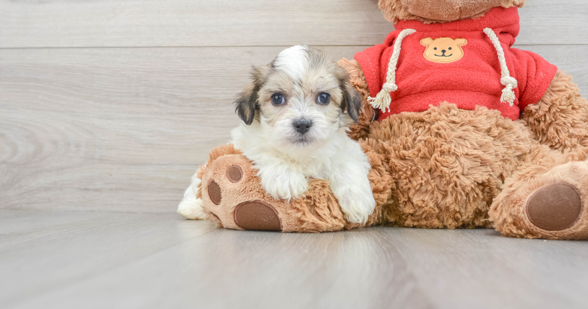 Popular Teddy Bear Milo: 4lb 6oz Designer Puppy