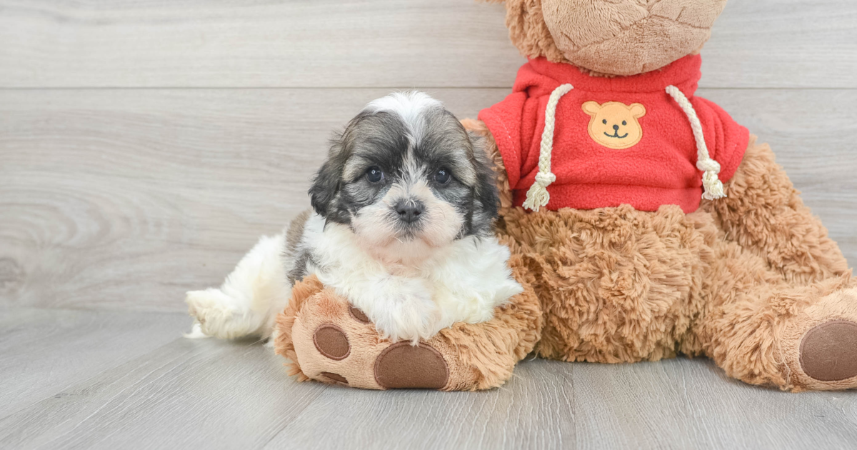 Fluffy Teddy Bear Milo: 4lb 10oz Designer Puppy