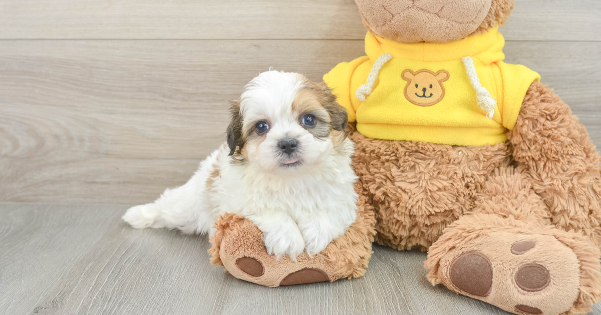 Sweet Teddy Bear Milo: 3lb 12oz Designer Puppy