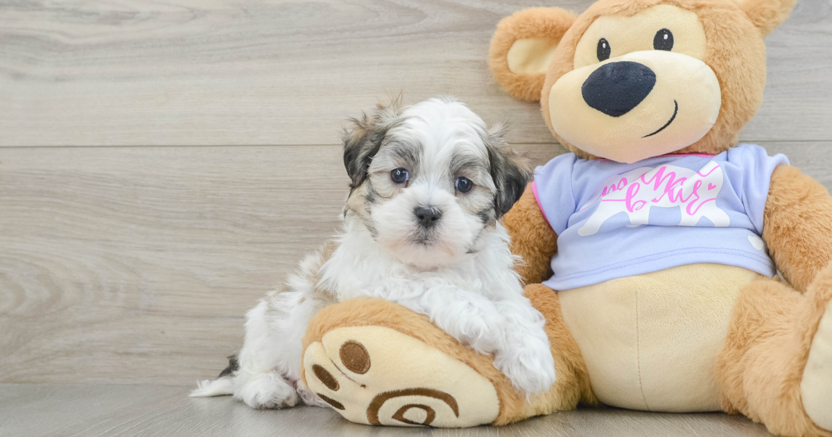 Sweet Teddy Bear Milo: 5lb 1oz Designer Puppy