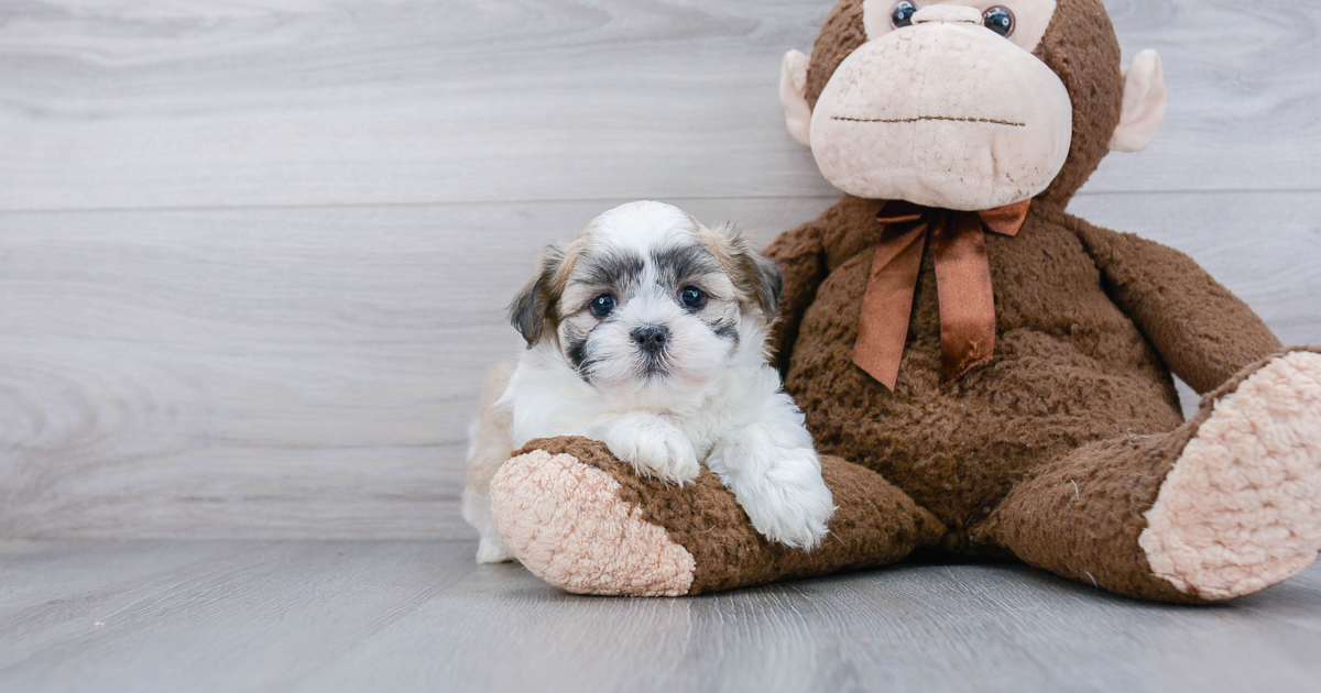 Energetic Teddy Bear Milo: 2lb 13oz Designer Puppy