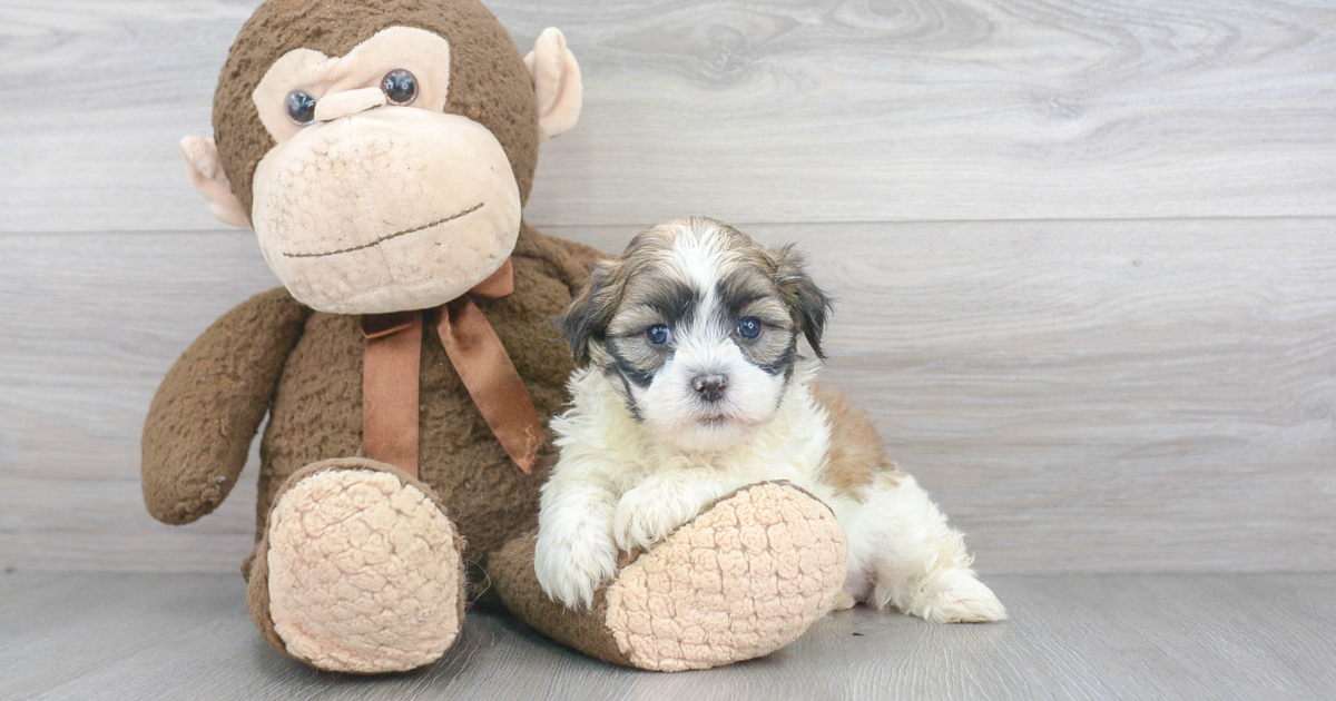 Playful Teddy Bear Milo: 3lb 4oz Designer Puppy