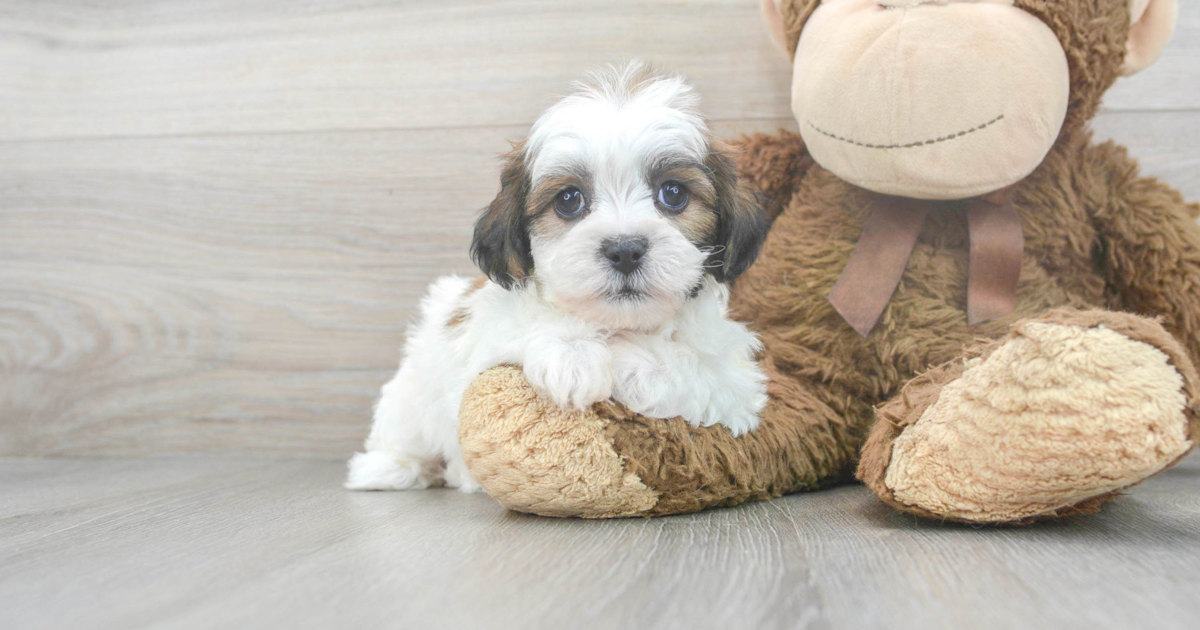 Playful Teddy Bear Milo: 2lb 15oz Designer Puppy