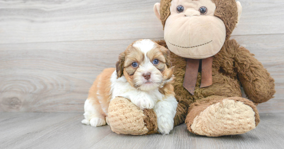 Fluffy Teddy Bear Milo: 3lb 15oz Designer Puppy