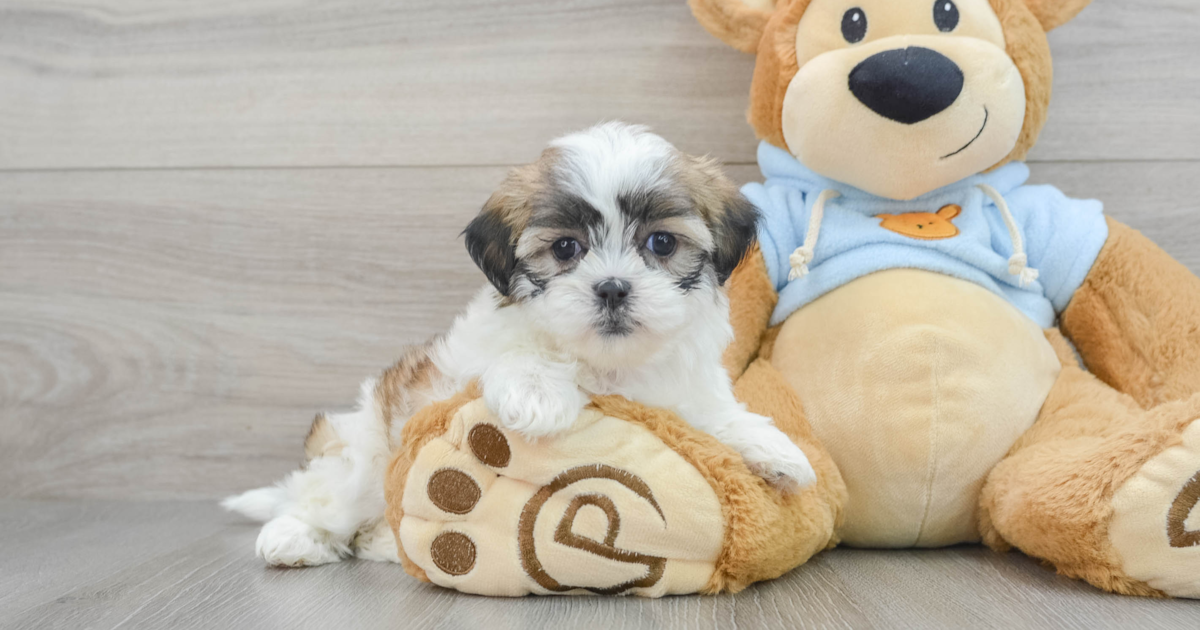 Little Teddy Bear Monica: 3lb 4oz Designer Puppy
