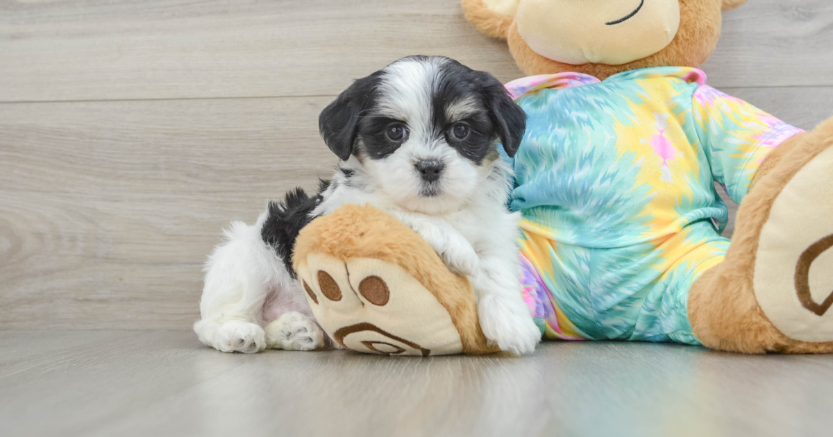 Popular Teddy Bear Monica: 4lb 1oz Designer Puppy