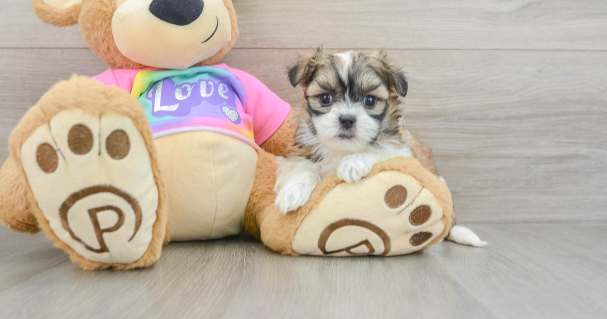 Cute Teddy Bear Monica: 2lb 15oz Designer Puppy