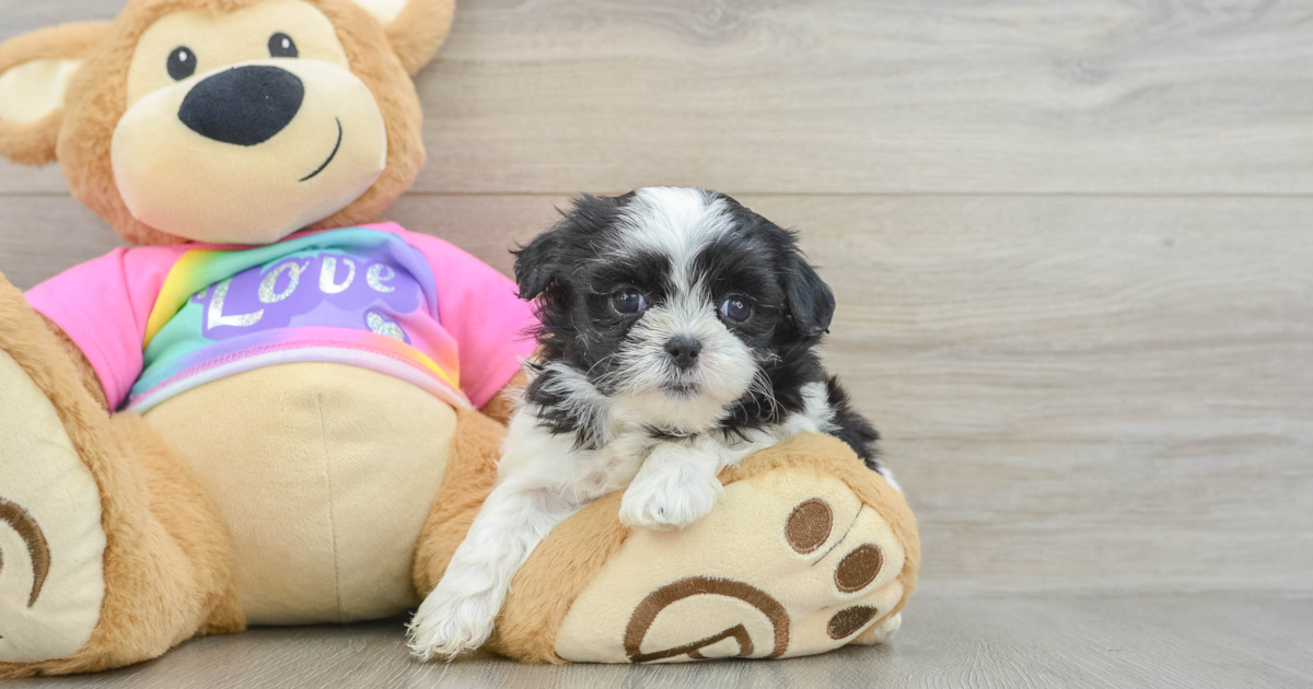 Cute Teddy Bear Monica: 3lb 3oz Designer Puppy